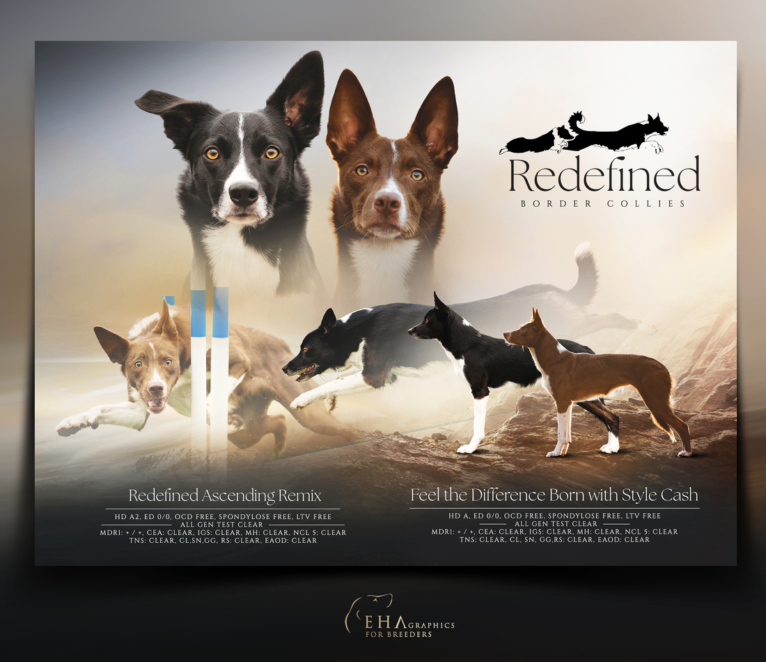 EHA GRAPHICS - DESIGN FOR BREEDERS AND STUD OWNERS
